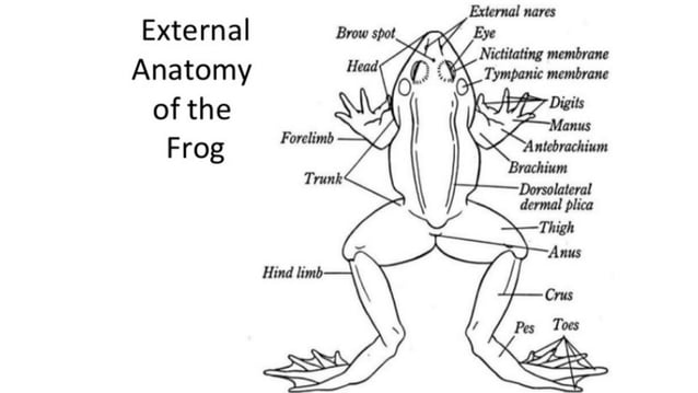 Frog Dissection Presentation and guidelines in frog dissection | PPT
