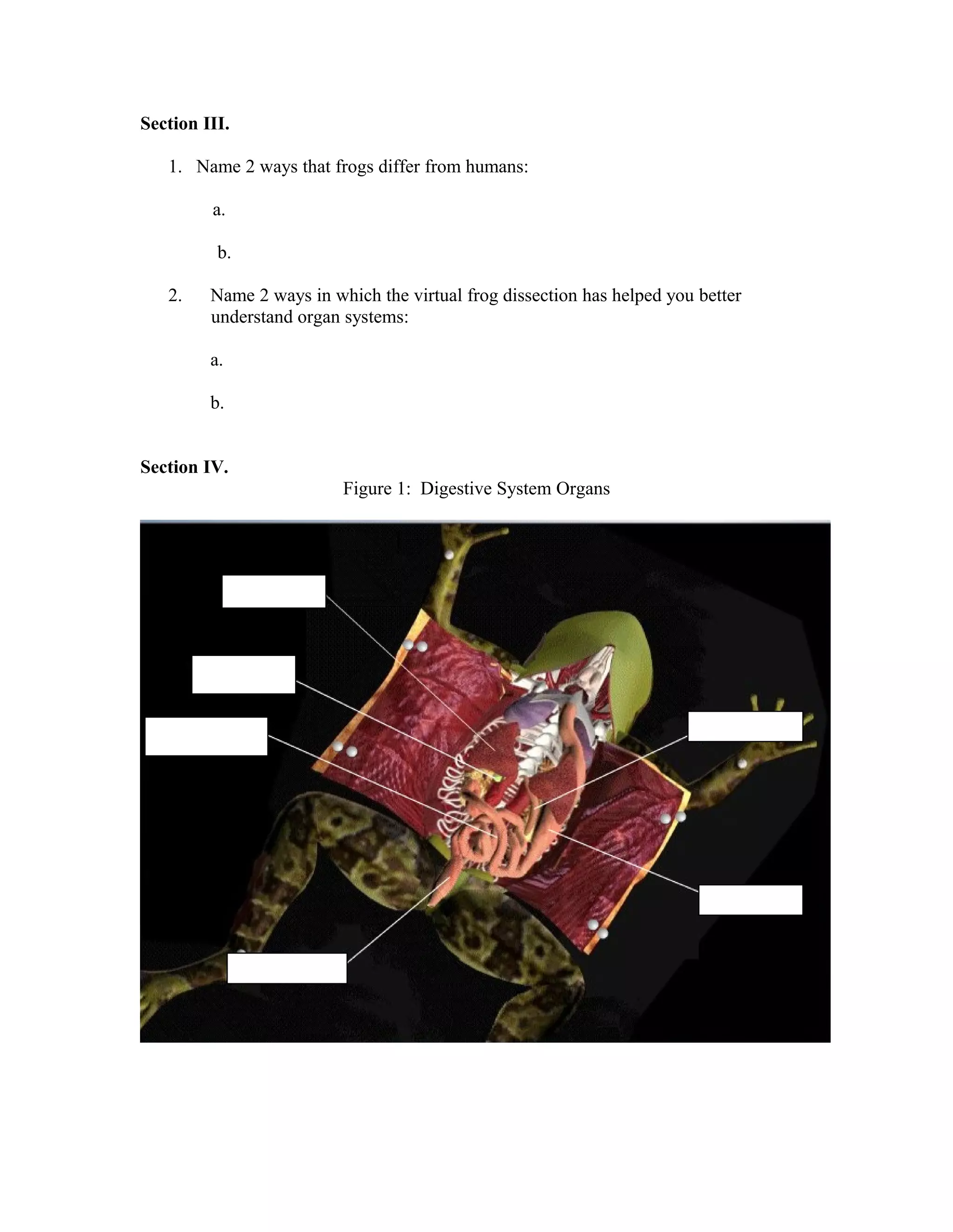 Frog Dissection Worksheet | DOC