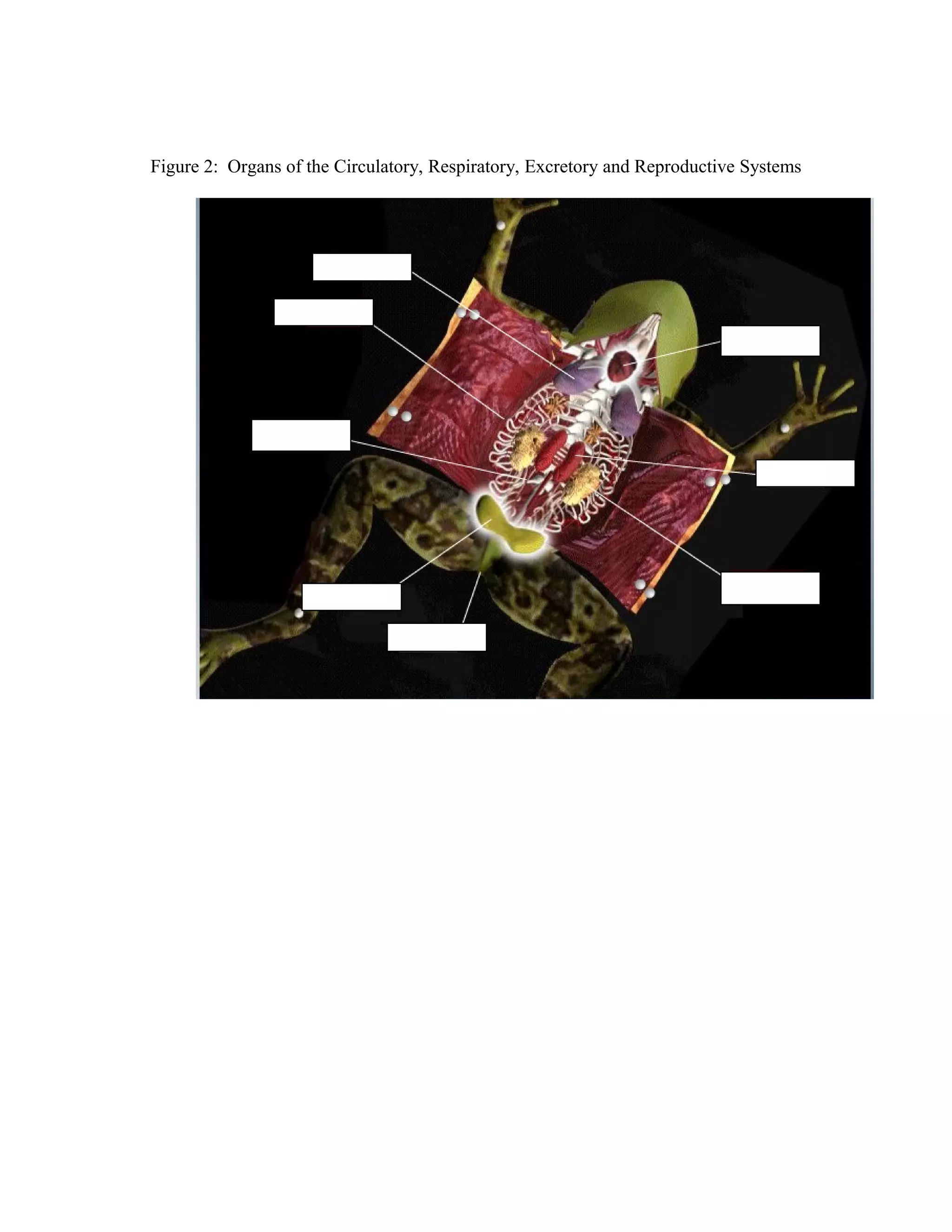 Frog Dissection Worksheet | DOC