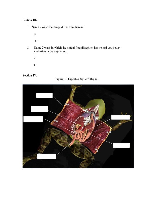 Frog Dissection Worksheet | DOC | Heart and Cardiovascular Diseases ...