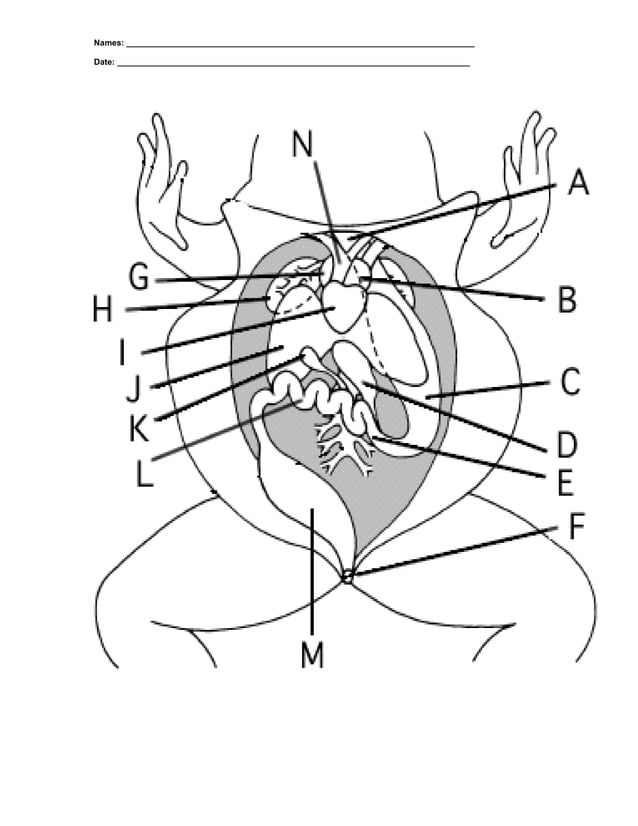 Frog dissection worksheet 2 | PDF