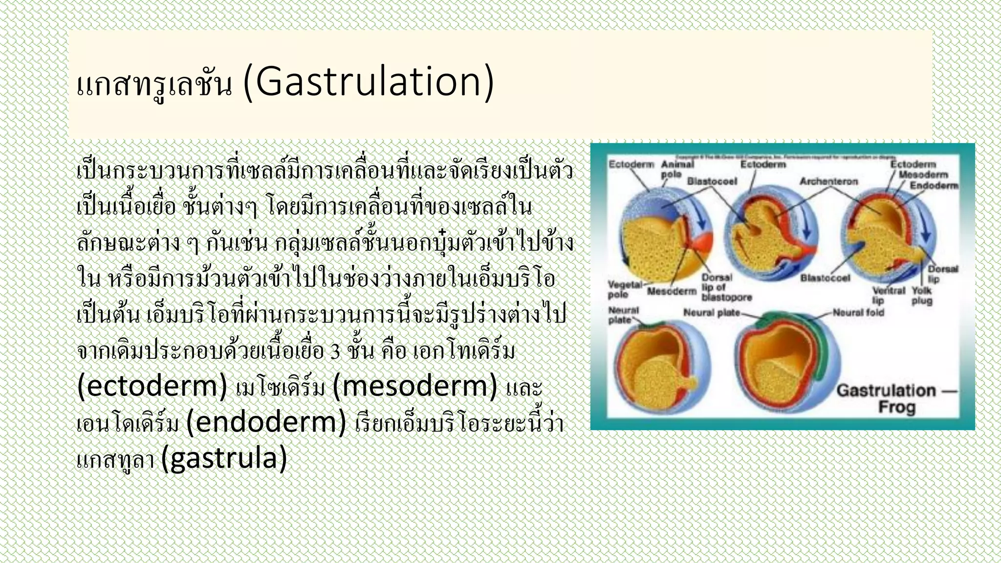 Frog embryo development | PPT