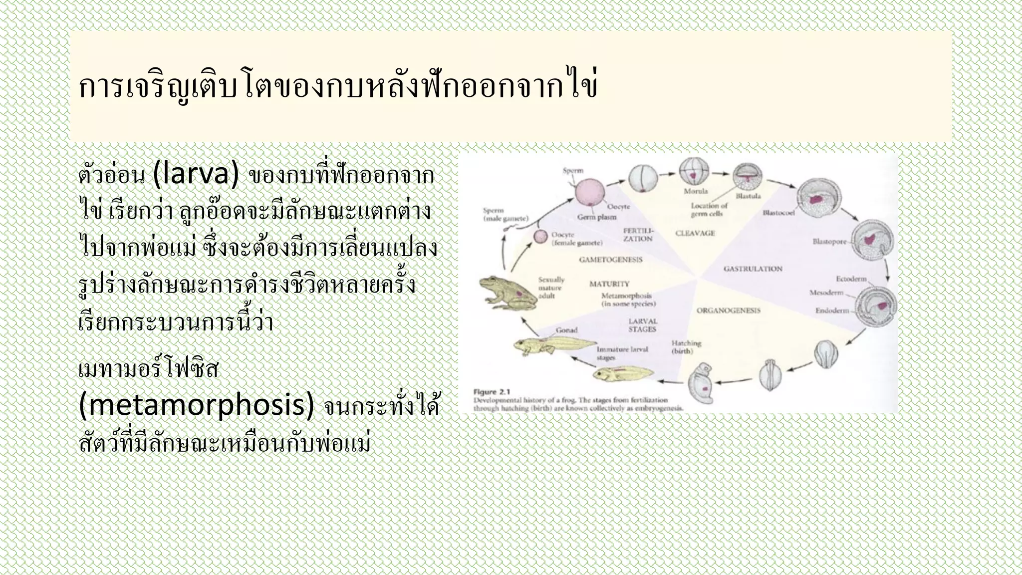 Frog embryo development | PPT