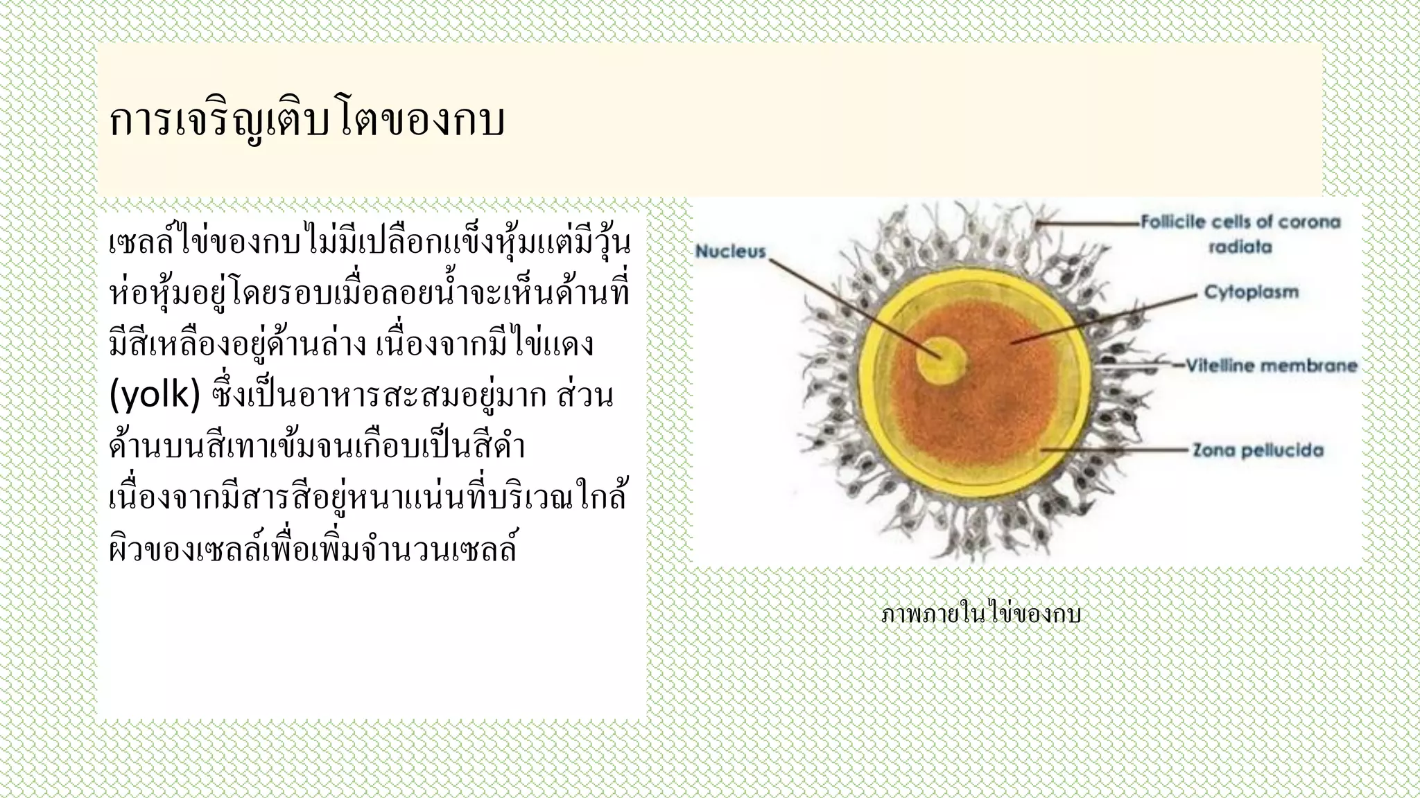 Frog embryo development | PPT