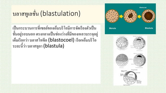 Frog embryo development | PPT