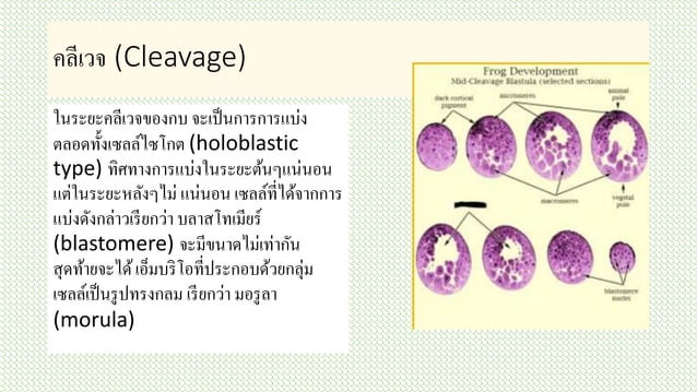 Frog embryo development | PPT
