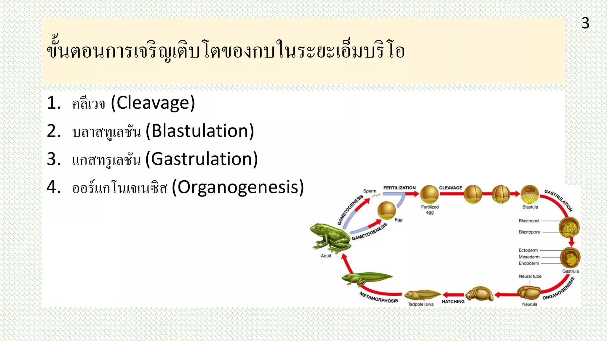 Frog embryo development | PPT