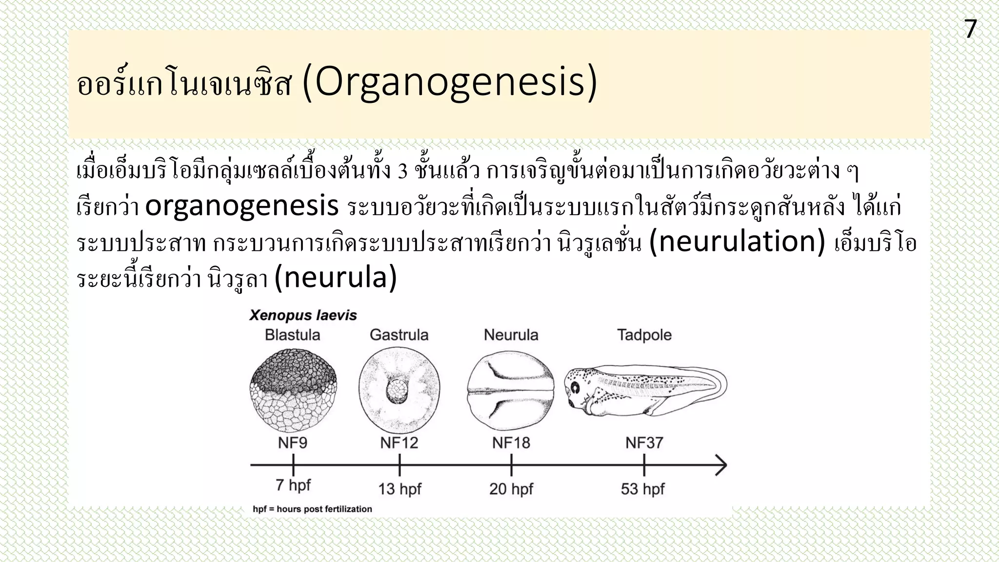 Frog embryo development | PPT