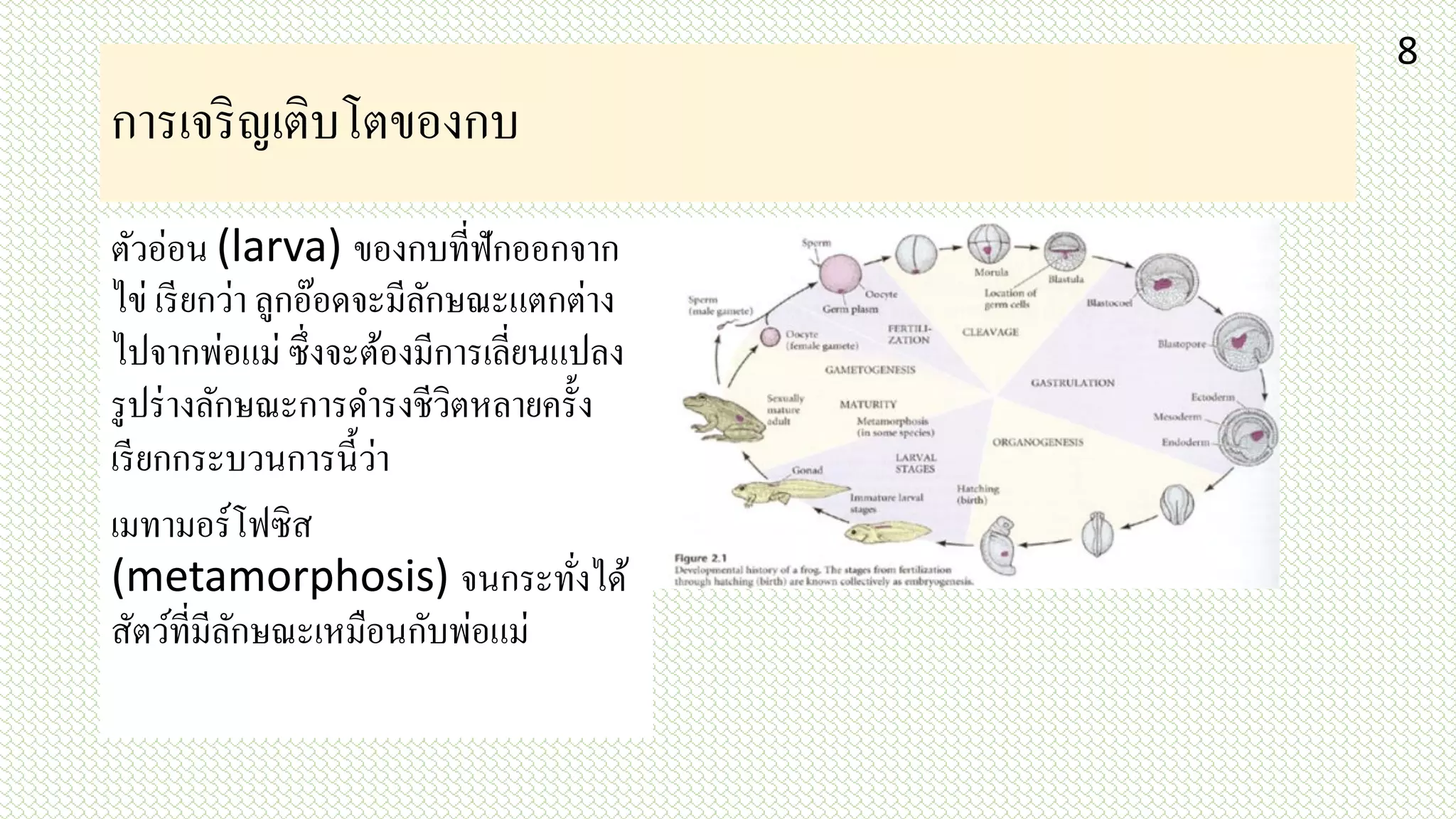 Frog embryo development | PPT