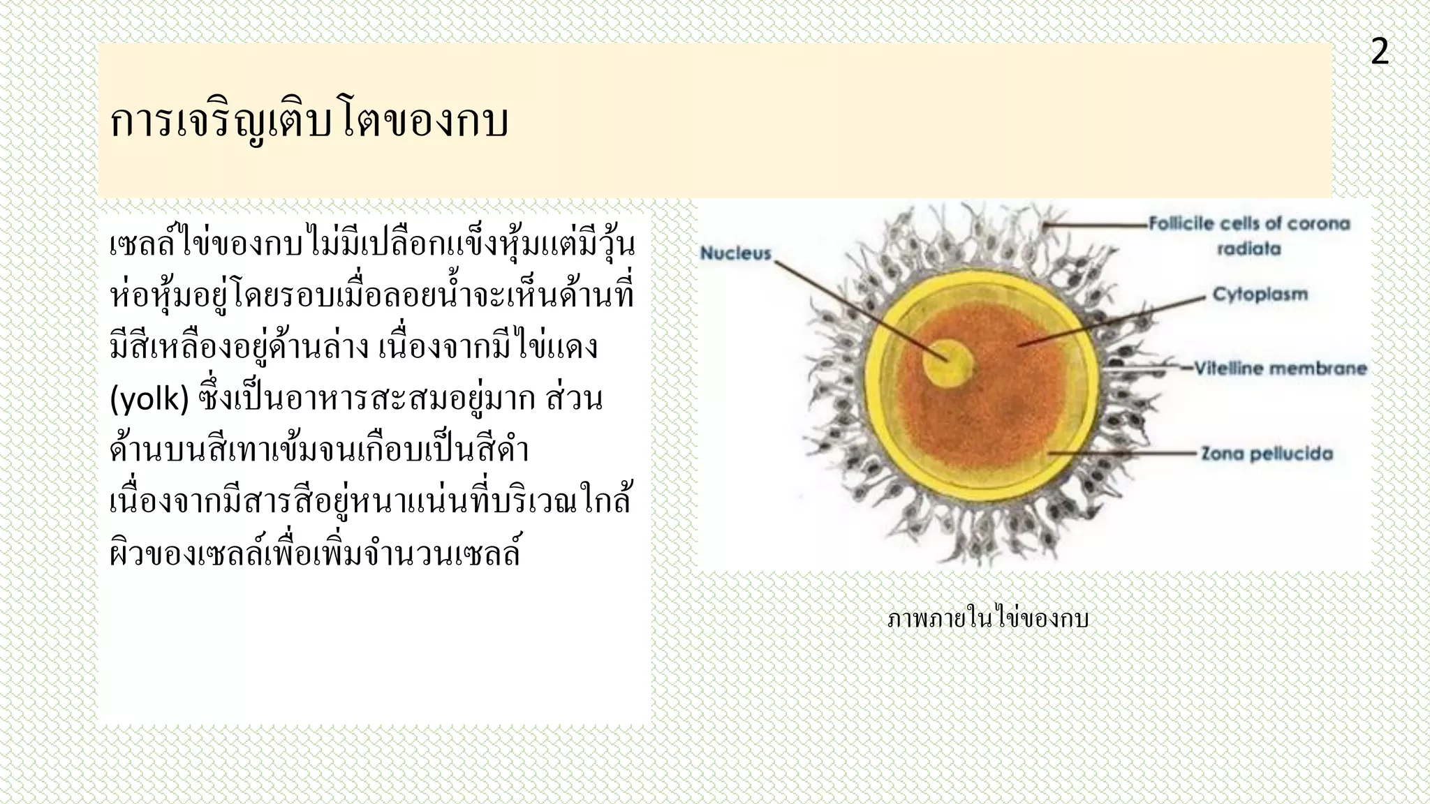 Frog embryo development | PPT