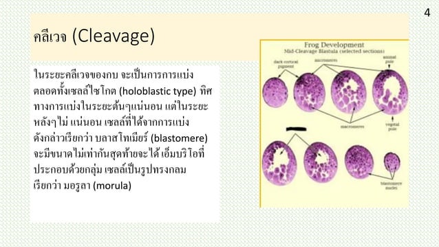 Frog embryo development | PPT