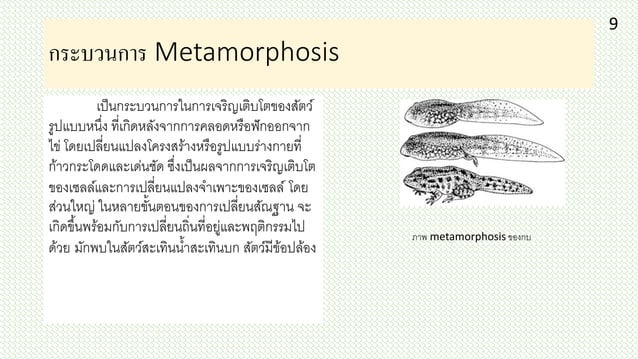 Frog embryo development | PPT