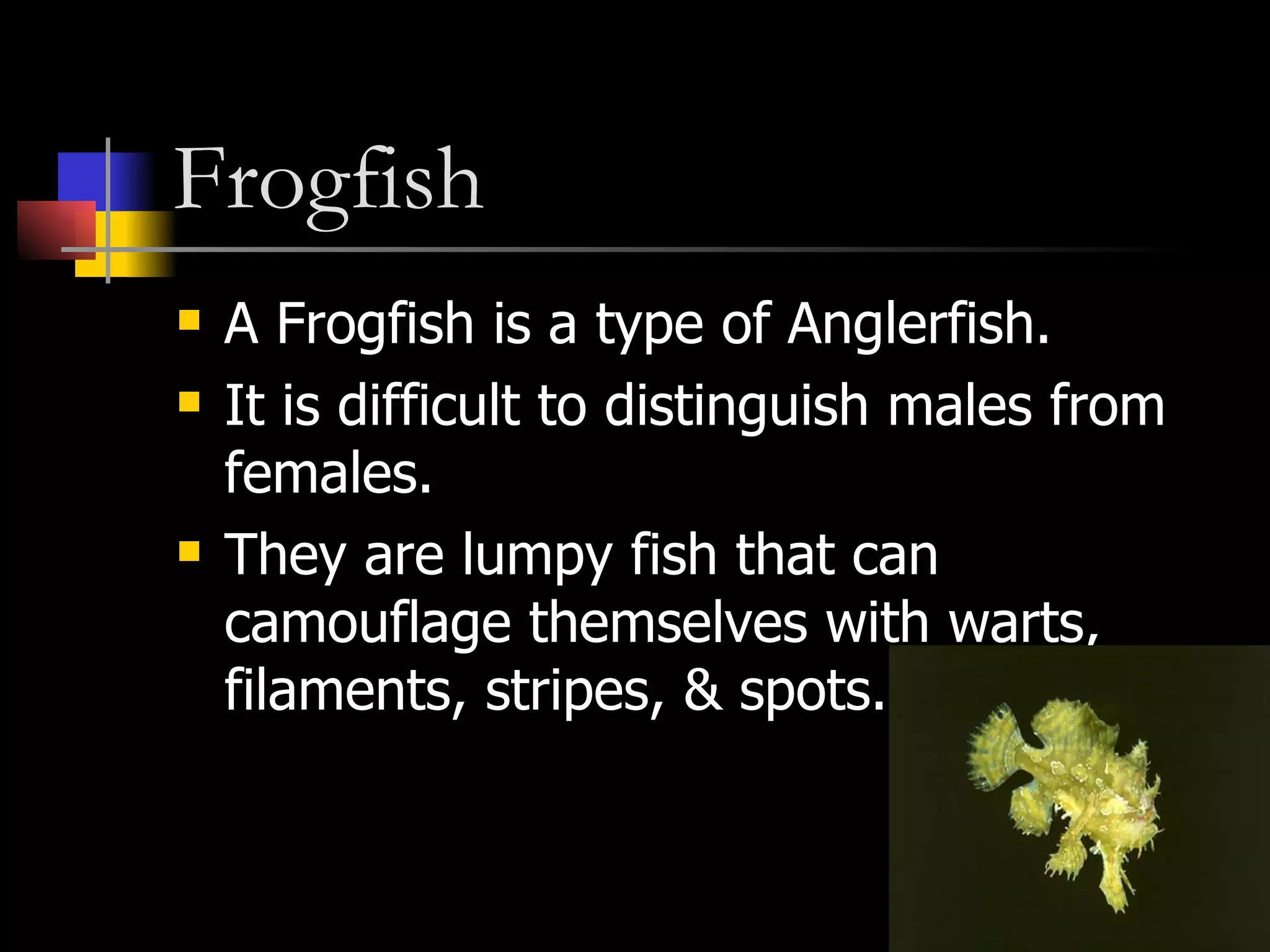 Frogfish | PPT | Fish and Aquariums | Pets