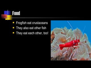 Frogfish | PPT