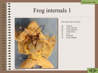 Frog info packet | PPTX