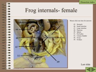 Frog info packet | PPTX