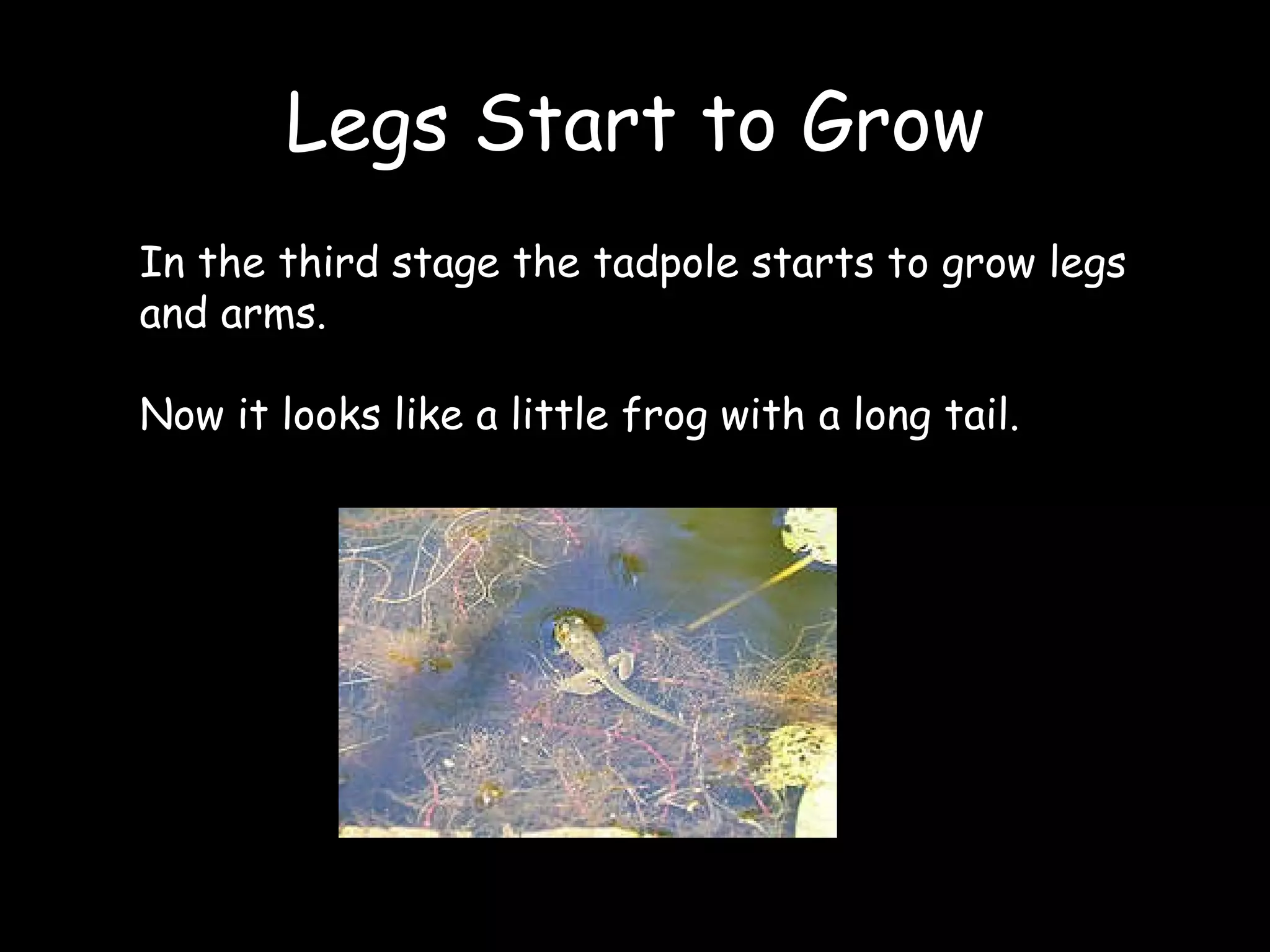 Frog Life Cycle | PPT