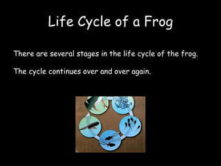 Frog Life Cycle | PPT