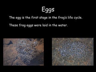 Frog Life Cycle | PPT