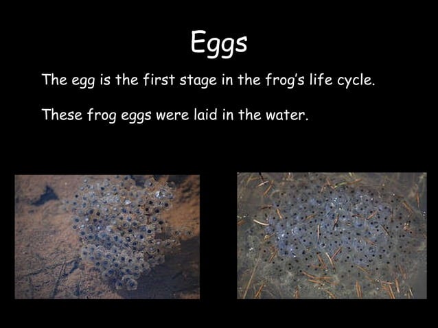 Frog Life Cycle | PPT