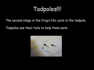 Frog Life Cycle | PPT