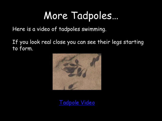 Frog Life Cycle | PPT