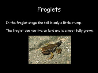 Frog Life Cycle | PPT