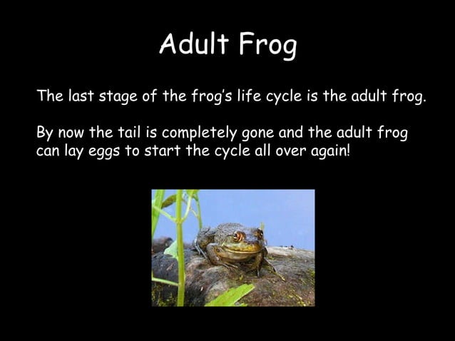 Frog Life Cycle | PPT