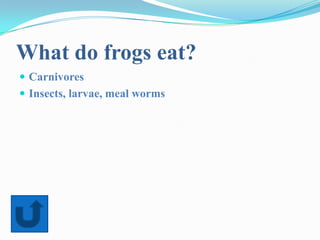 Frog life cycle | PPTX