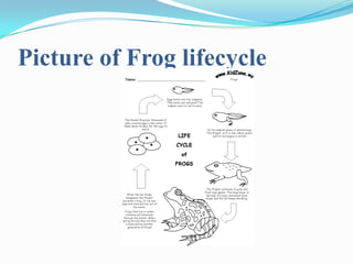 Frog life cycle | PPTX