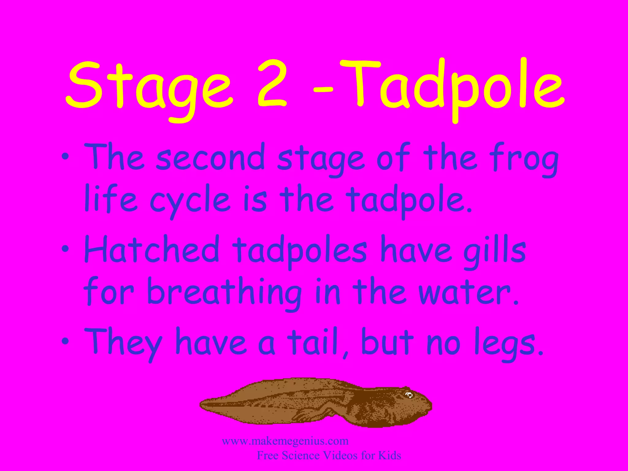 Frog life cycle | PPT