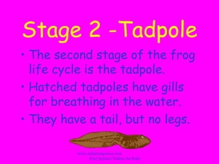 Frog life cycle | PPT