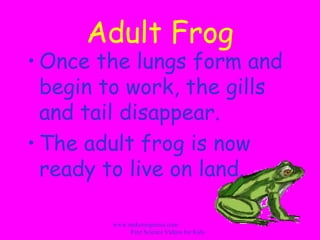 Frog life cycle | PPT