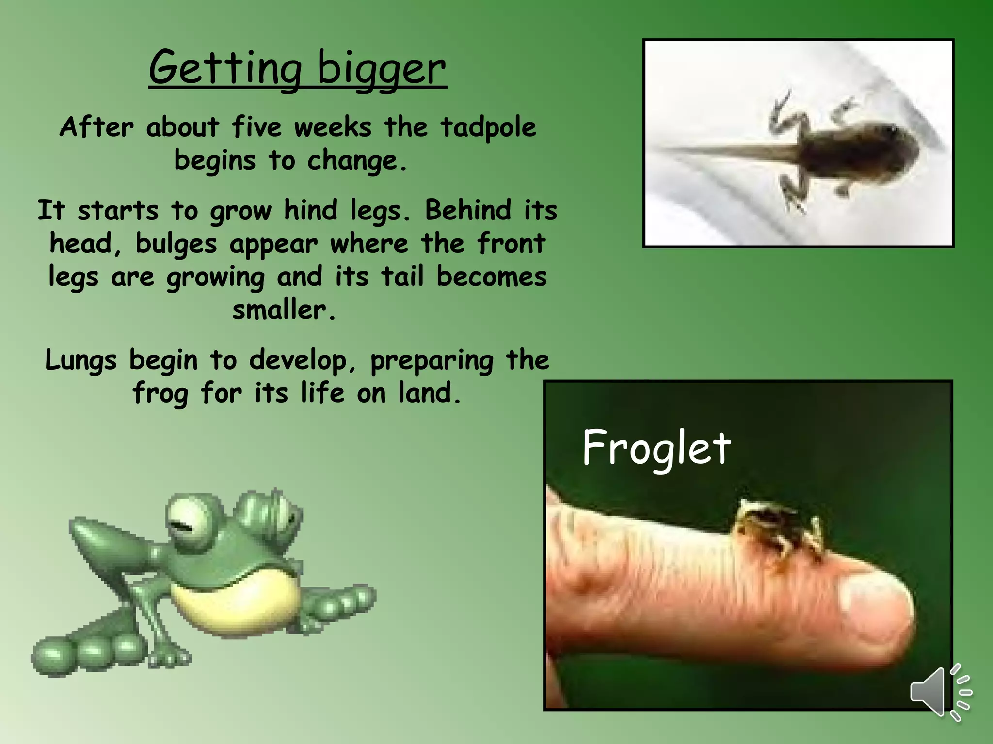 Frog lifecycle | PPT