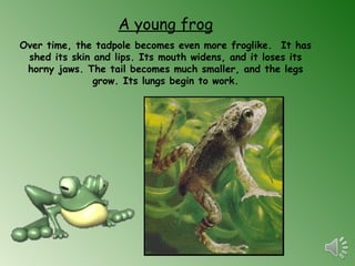 Frog lifecycle | PPT