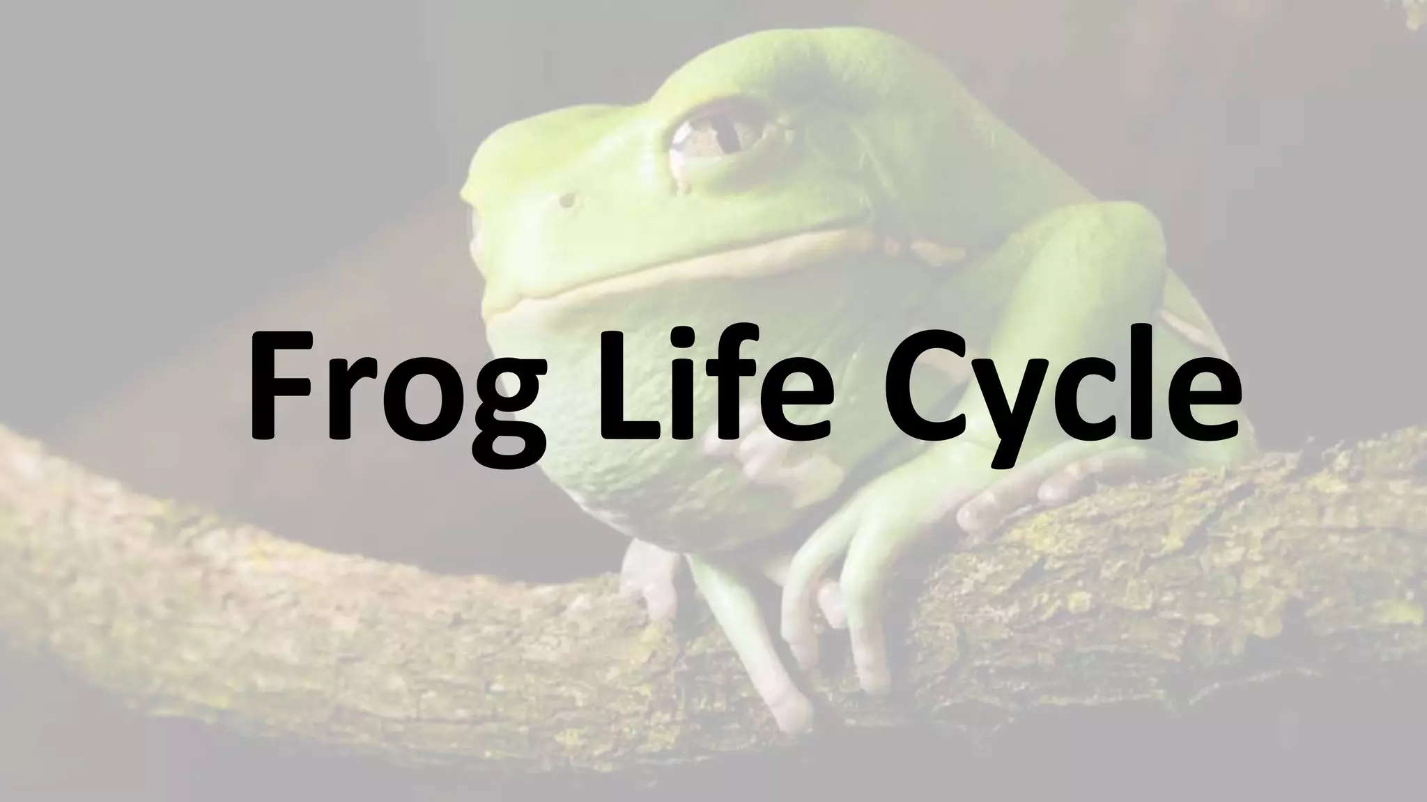 Frog life cycle | PPT