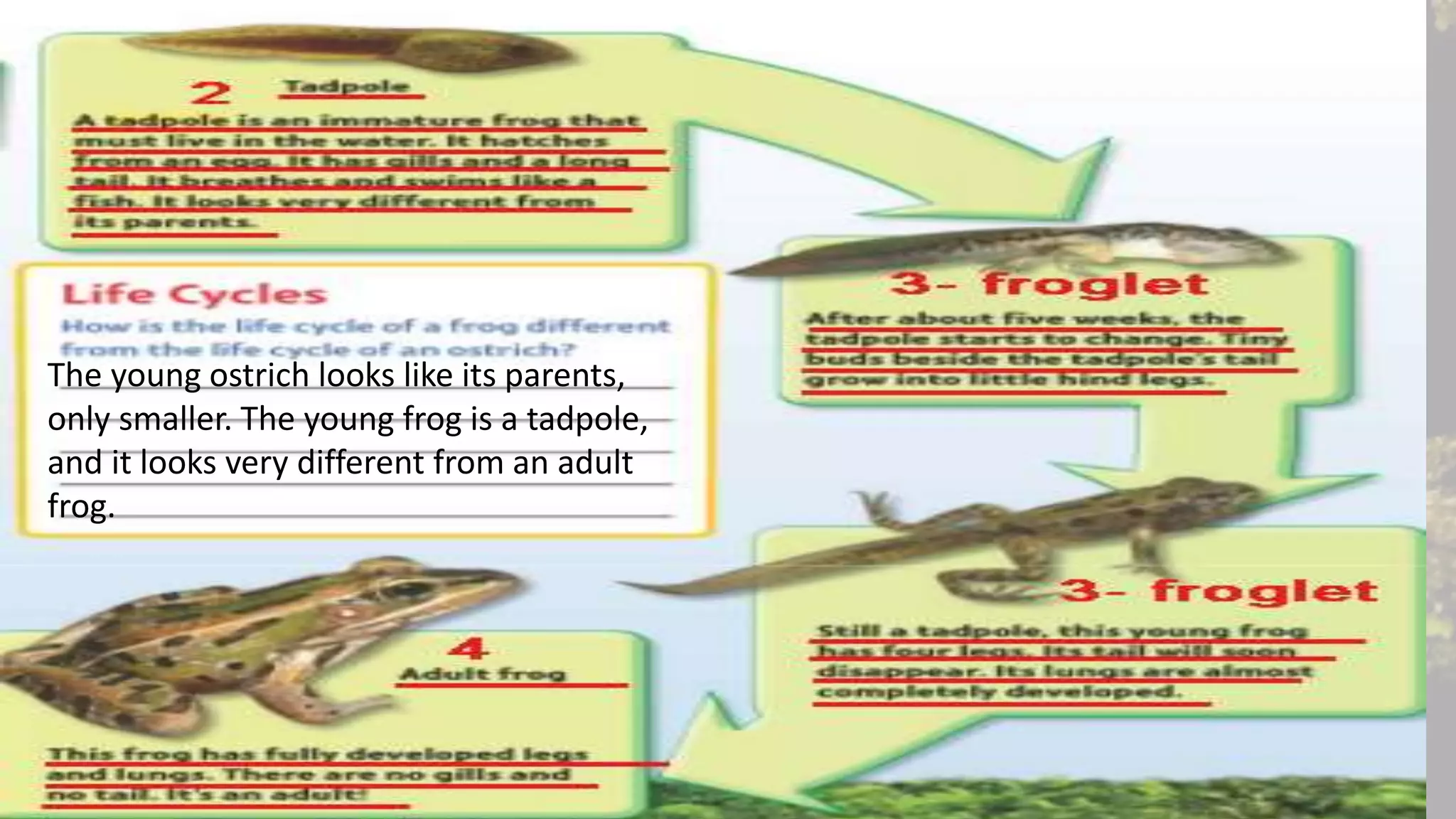 Frog life cycle | PPT