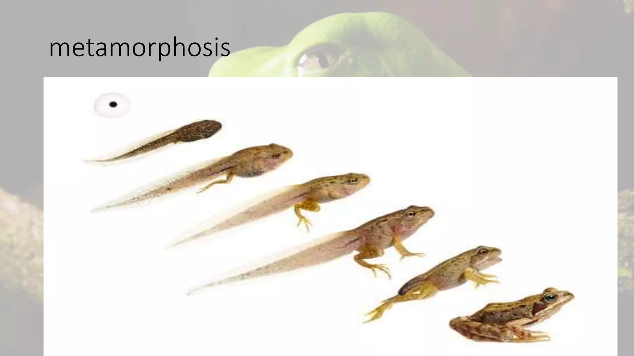 Frog life cycle | PPT