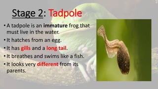 Frog life cycle | PPT
