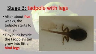 Frog life cycle | PPT