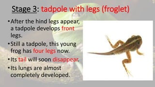 Frog life cycle | PPT