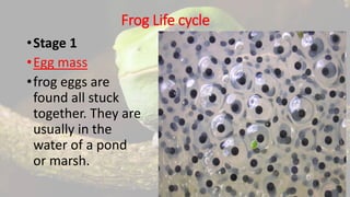 Frog life cycle | PPTX