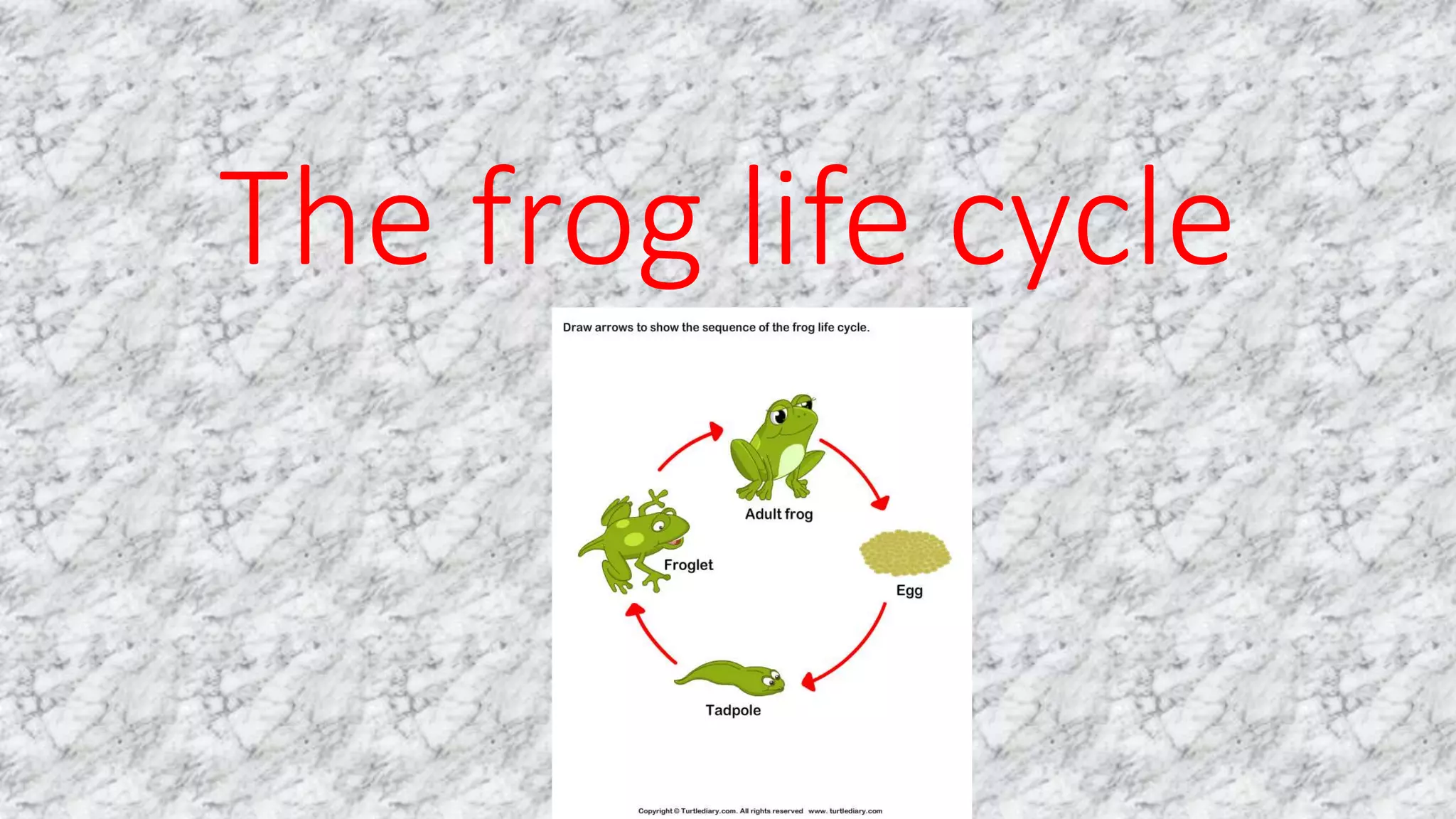 Frog life cycle | PPTX | Biological Sciences | Science