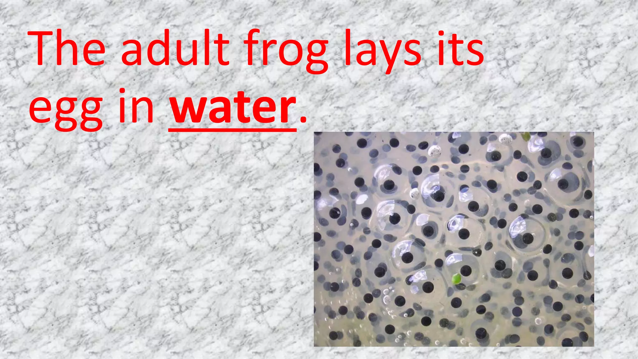 Frog life cycle | PPTX | Biological Sciences | Science