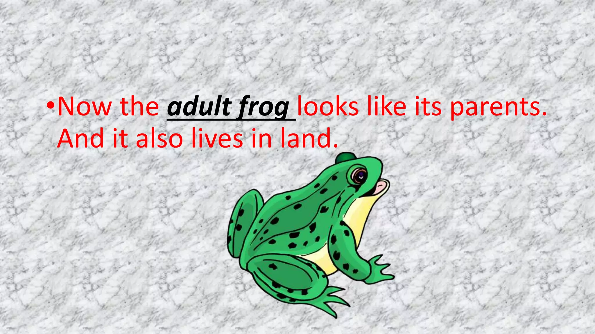 Frog life cycle | PPTX | Biological Sciences | Science