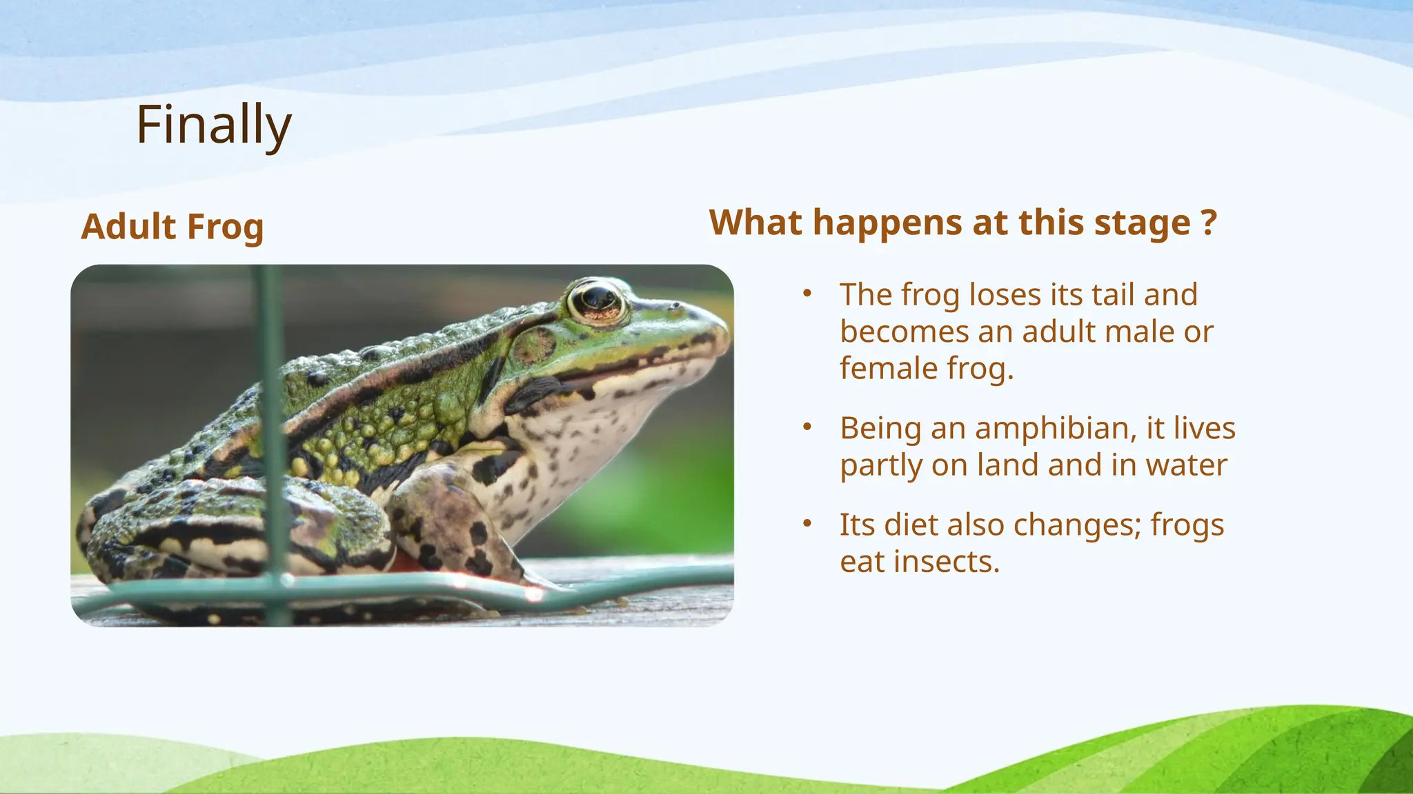 PowerPoint presentation Frog Life Cycle.pptx