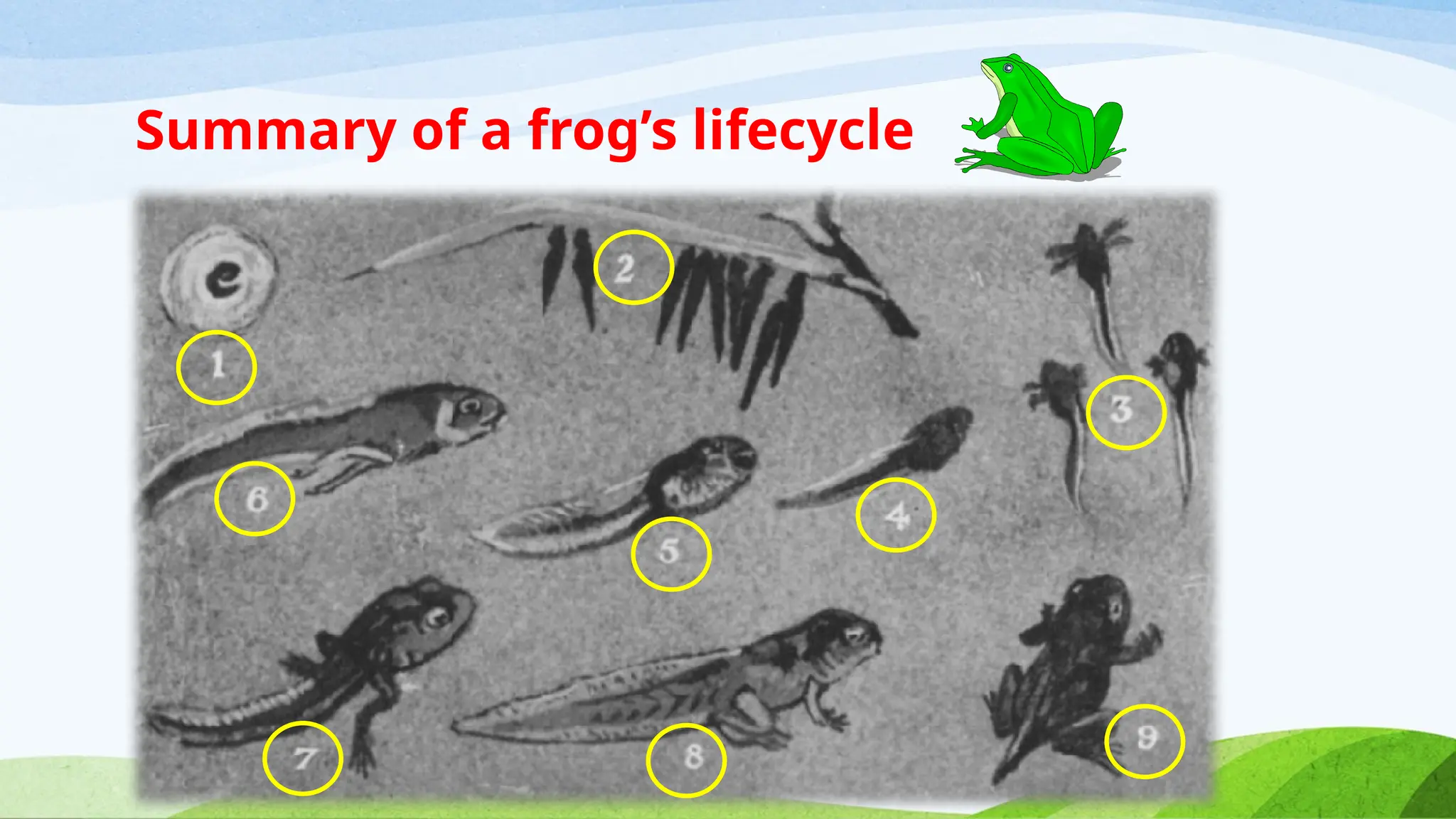 PowerPoint presentation Frog Life Cycle.pptx