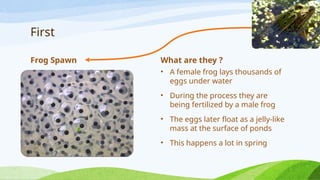 PowerPoint presentation Frog Life Cycle.pptx