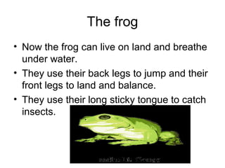 Frog life cycle 2 | PPT