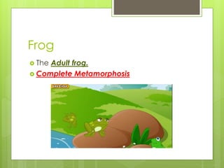 Frog life cycle g3 | PPTX